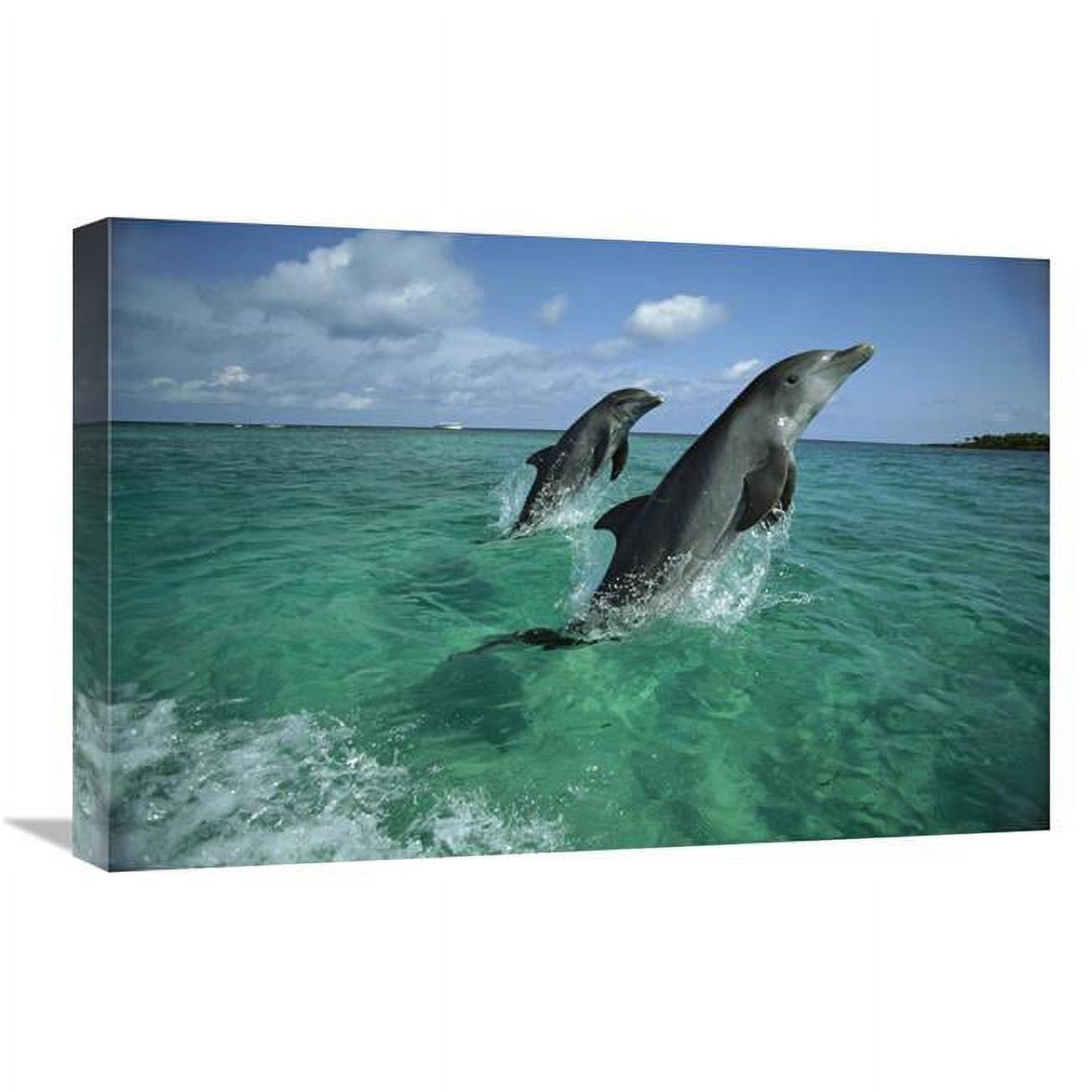 16 x 24 in. Bottlenose Dolphin Pair Leaping, Honduras Art Print ...
