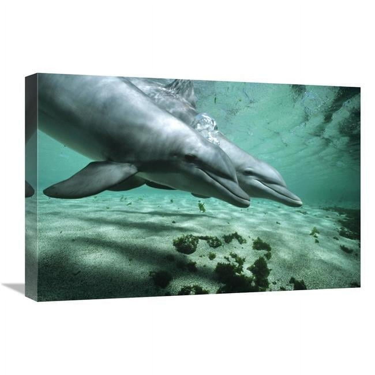 16 x 24 in. Bottlenose Dolphin Pair Underwater, Hawaii Art Print - Flip ...