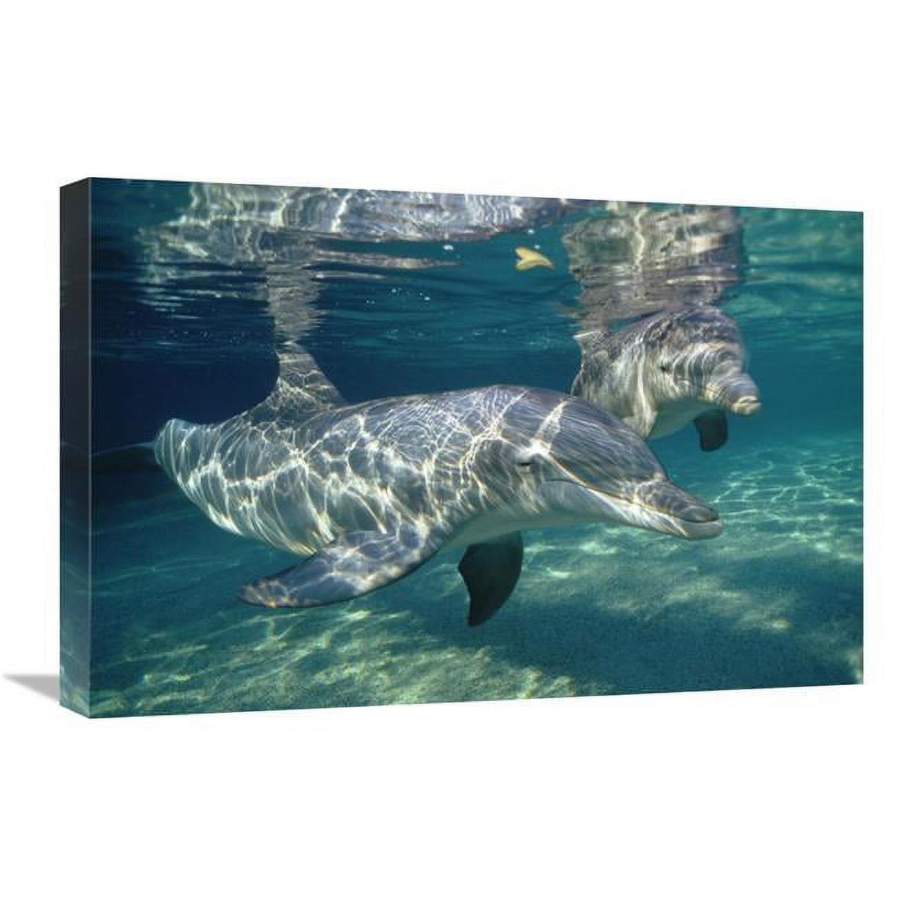 16 x 24 in. Bottlenose Dolphin Underwater Pair, Hawaii Art Print - Flip ...