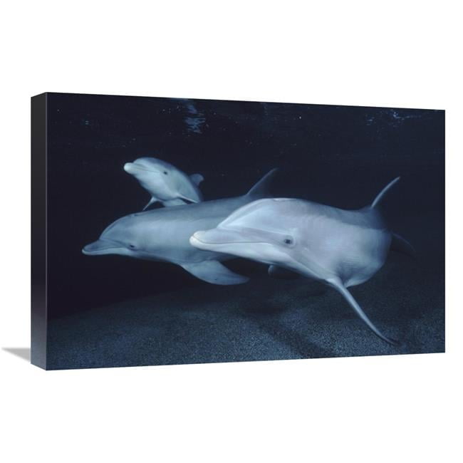 16 x 24 in. Bottlenose Dolphin Underwater Trio, Hawaii Art Print - Flip ...