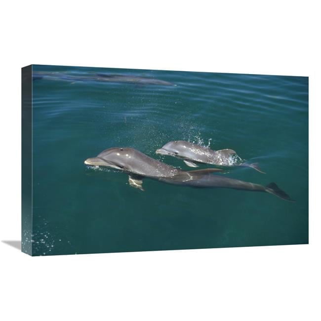 16 x 24 in. Bottlenose Dolphin with Baby, Caribbean Art Print - Konrad ...