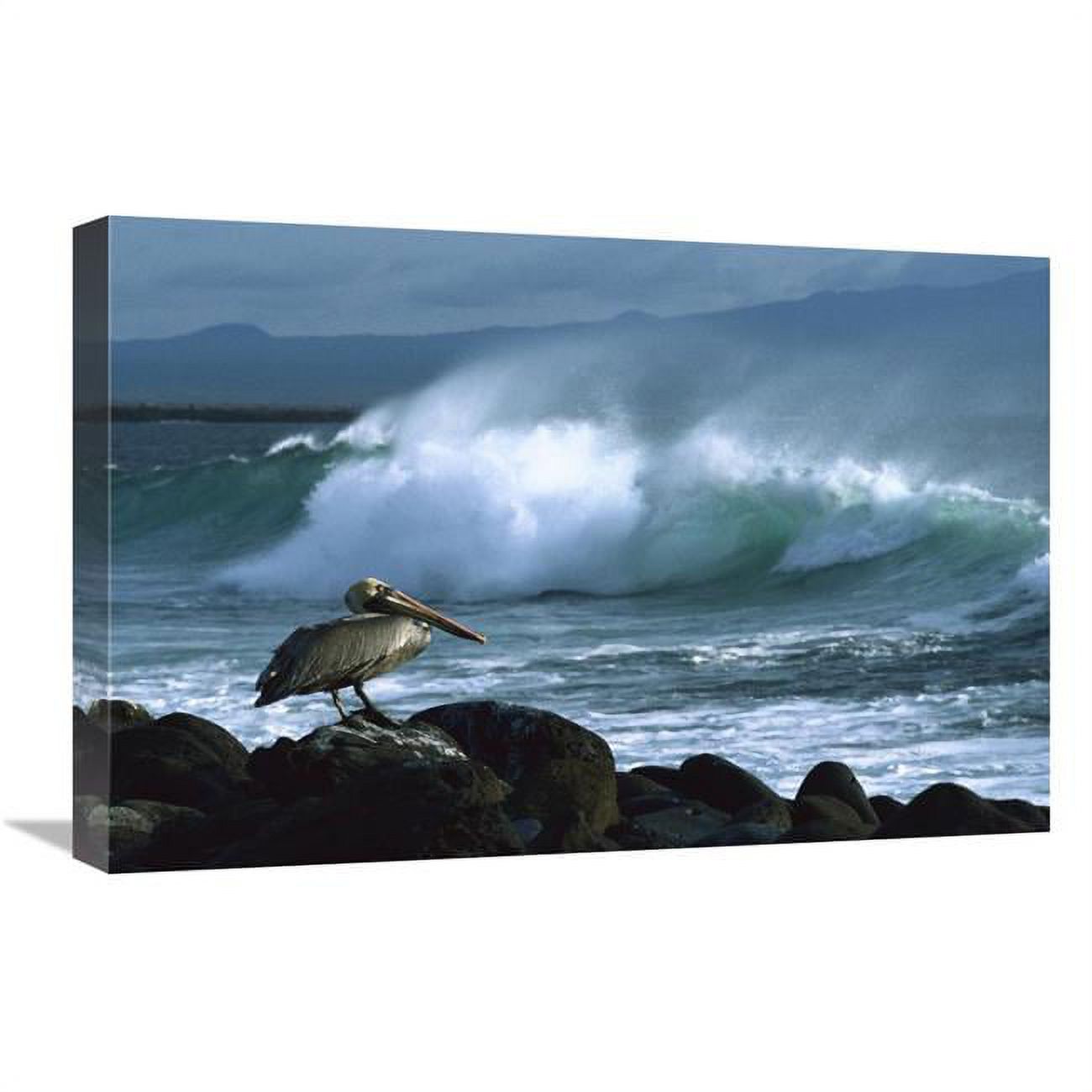 16 x 24 in. Brown Pelican & Ocean Waves, Galapagos Islands, Ecuador Art ...