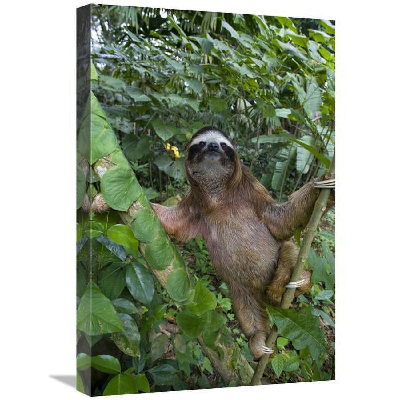 16 x 24 in. Brown-Throated Three-Toed Sloth Male, Aviarios Sloth ...