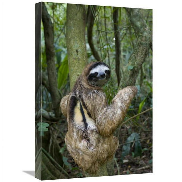 16 x 24 in. Brown-Throated Three-Toed Sloth Male, Aviarios Sloth ...