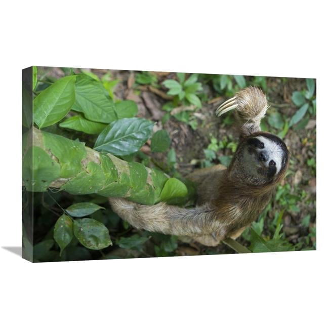16 x 24 in. Brown-Throated Three-Toed Sloth Male Climbing Tree ...