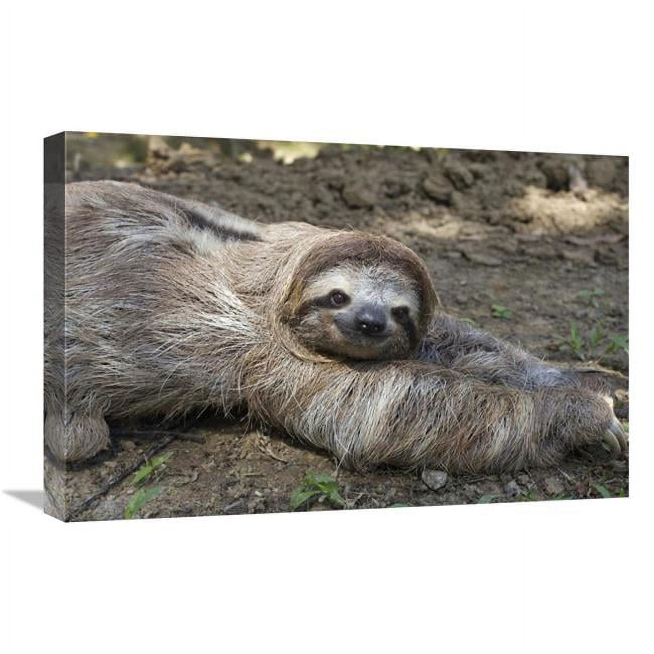 16 x 24 in. Brown-Throated Three-Toed Sloth Male Walking on Forest ...