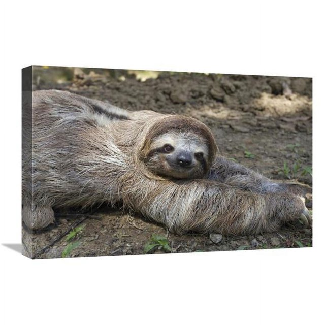 16 x 24 in. Brown-Throated Three-Toed Sloth Male Walking on Forest ...