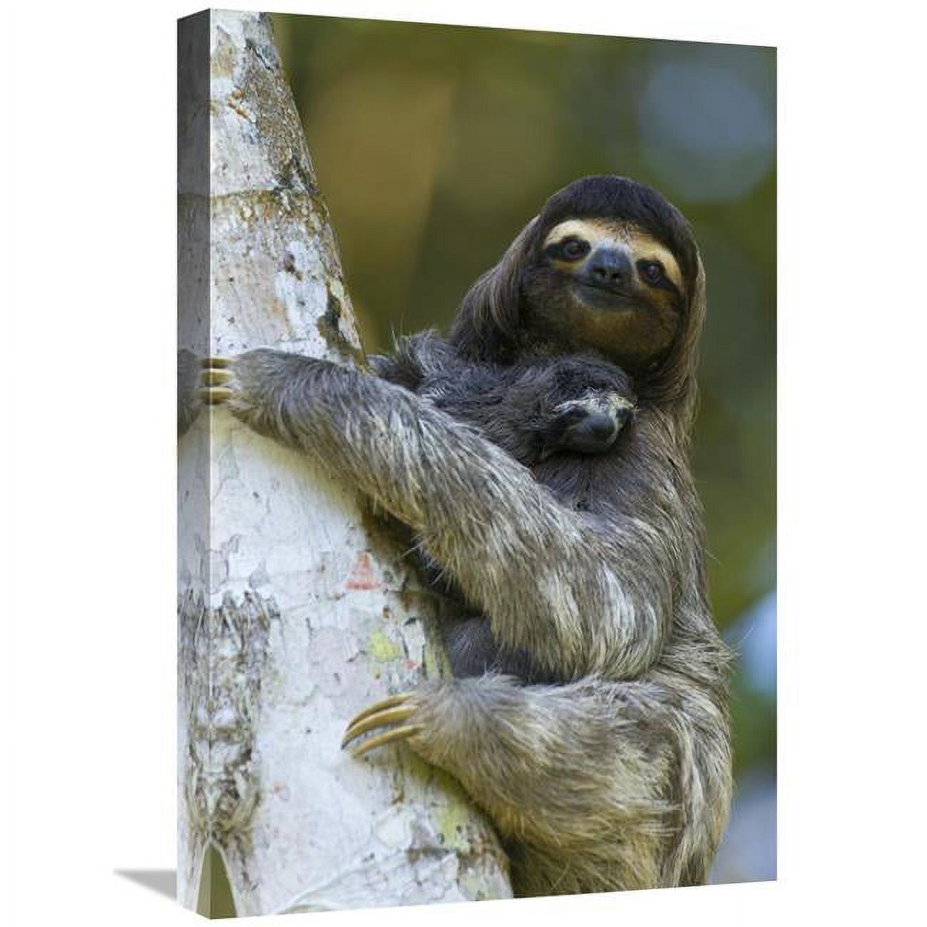 16 x 24 in. Brown-Throated Three-Toed Sloth Mother & Newborn Baby ...