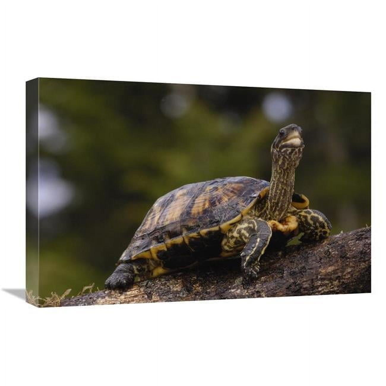 16 x 24 in. Brown Wood Turtle Portrait, Ecuador Art Print - Pete Oxford ...