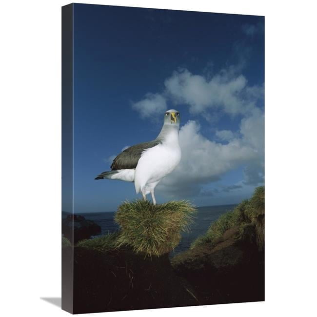 16 x 24 in. Bullers Albatross Breeding Adult with Colorful Bill, Snares ...