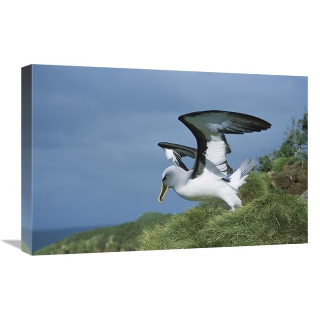 16 x 24 in. Bullers Albatross Breeding Adult with Colorful Bill, Snares ...