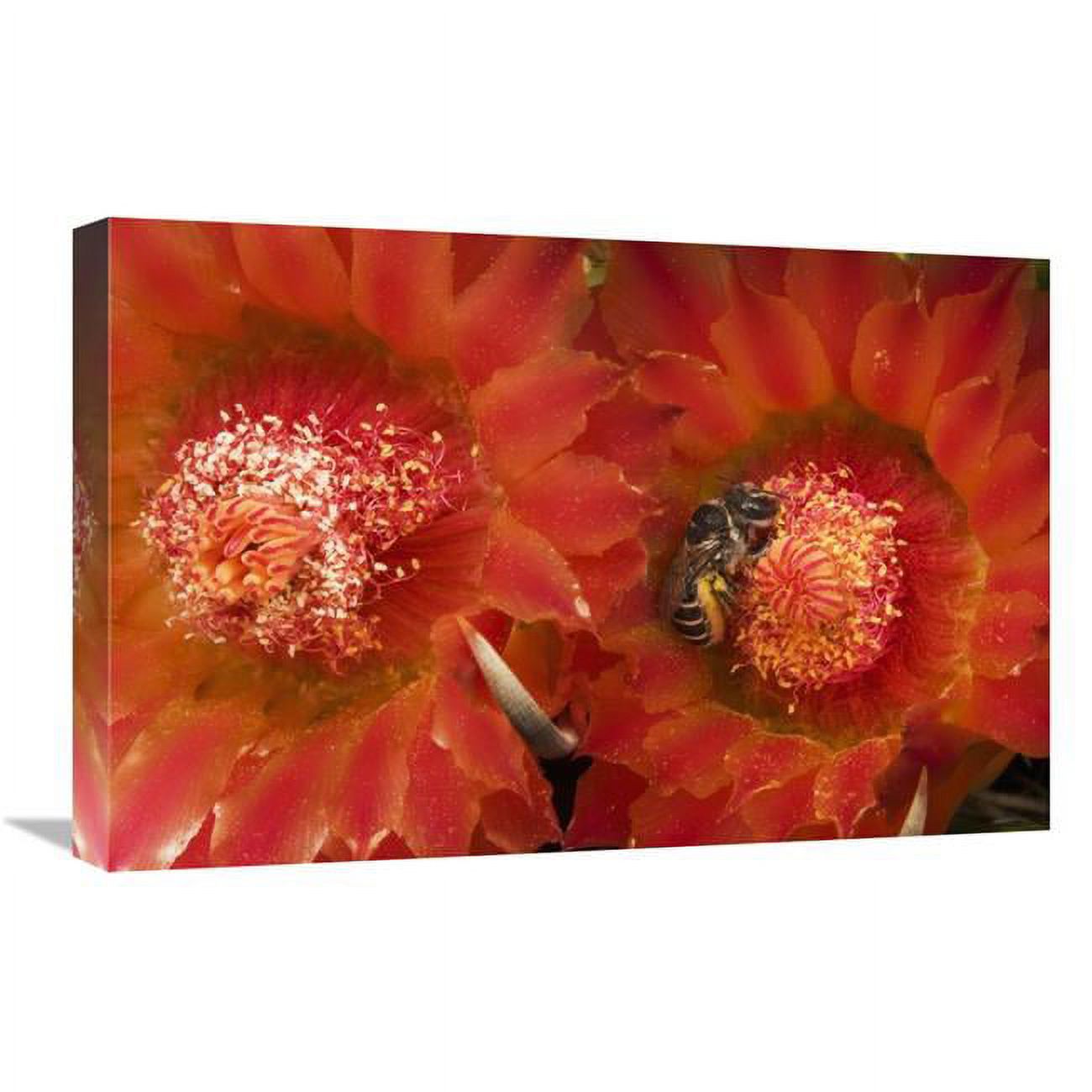 16 x 24 in. Cactus Bee Feeding on Barrel Cactus Nectar, Tucson, Arizona ...