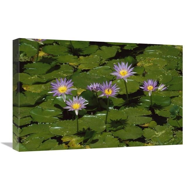 16 x 24 in. Cape Blue Water-Lily Group Blooming, Madagascar Art Print ...