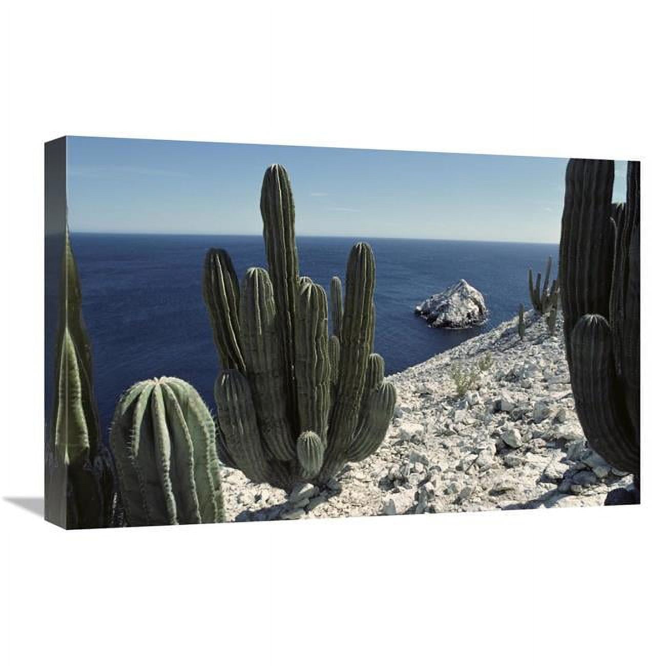 16 x 24 in. Cardon Cactus on Cliffs, Isla San Pedro Martir, Sea of ...
