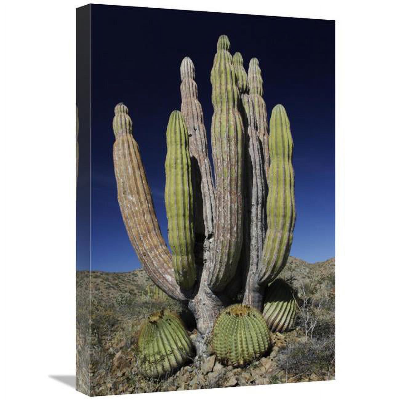 16 x 24 in. Cardon Cactus with Other Cacti At Base, Santa Catalina ...