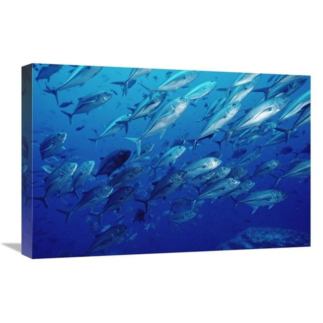 16 x 24 in. Cavalla School Off of Cocos Island, Costa Rica Art Print ...