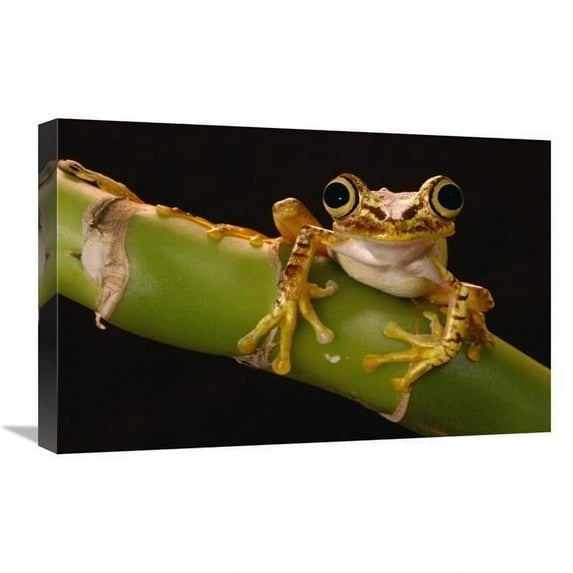 16 x 24 in. Chachi Tree Frog Adult, Choco Rainforest, Ecuador Art Print ...