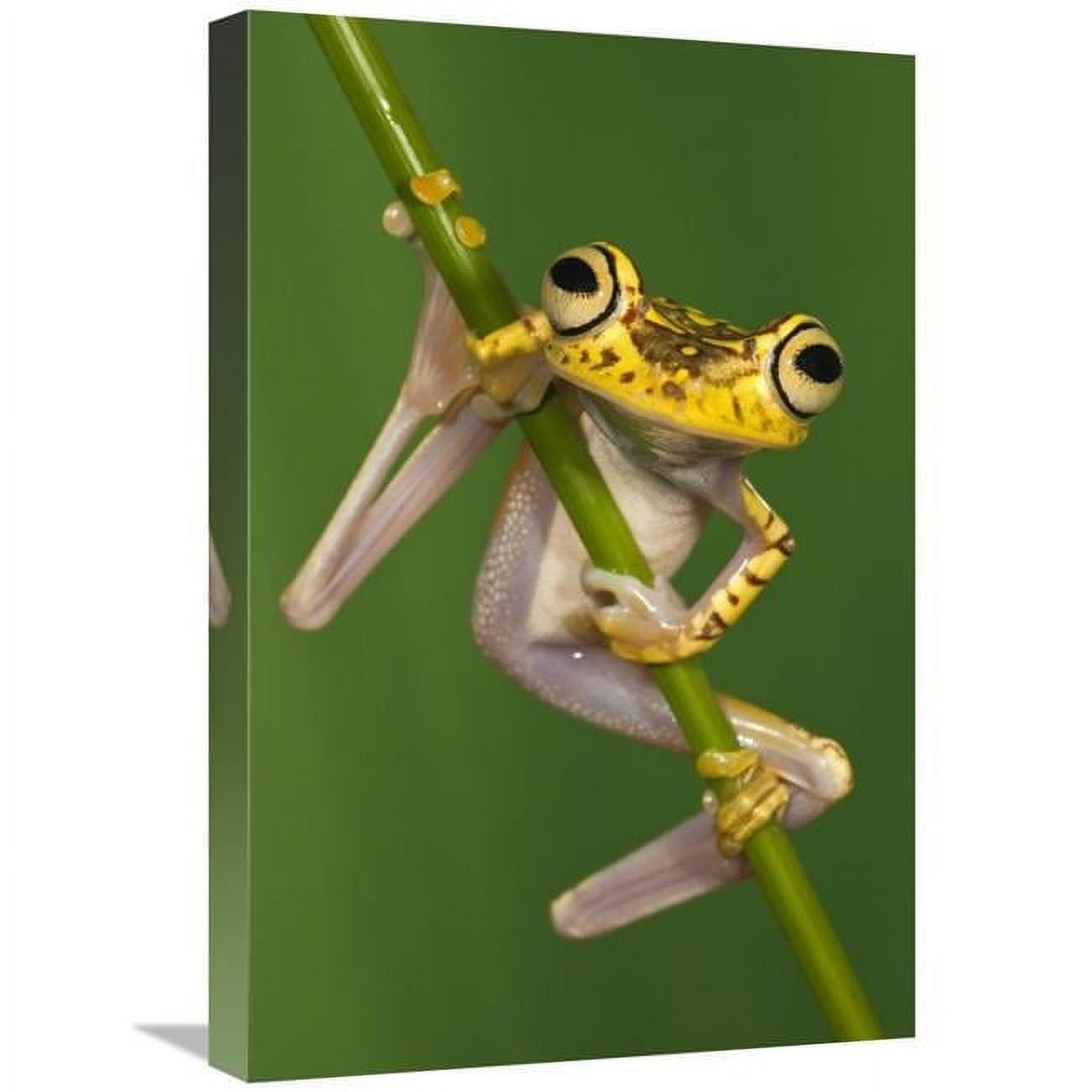 16 x 24 in. Chachi Tree Frog, Northwest Ecuador Art Print - Pete Oxford ...