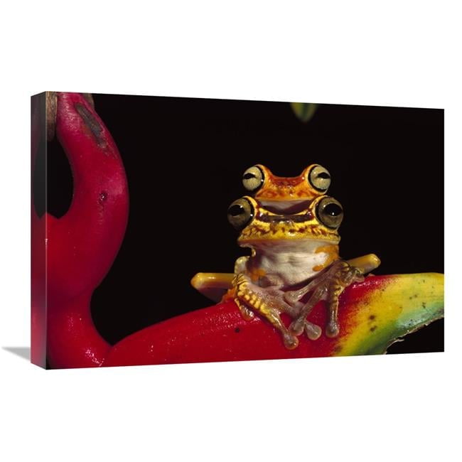 16 x 24 in. Chachi Tree Frog Pair, Cotacachi-Cayapas Reserve, Northwest ...