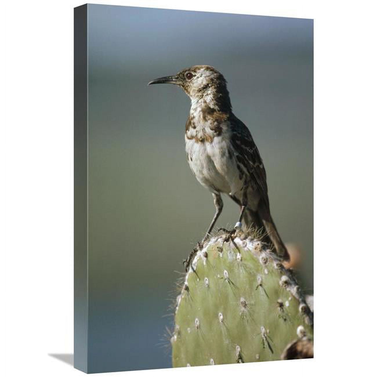 16 x 24 in. Charles Mockingbird, Champion Island, Galapagos Islands ...