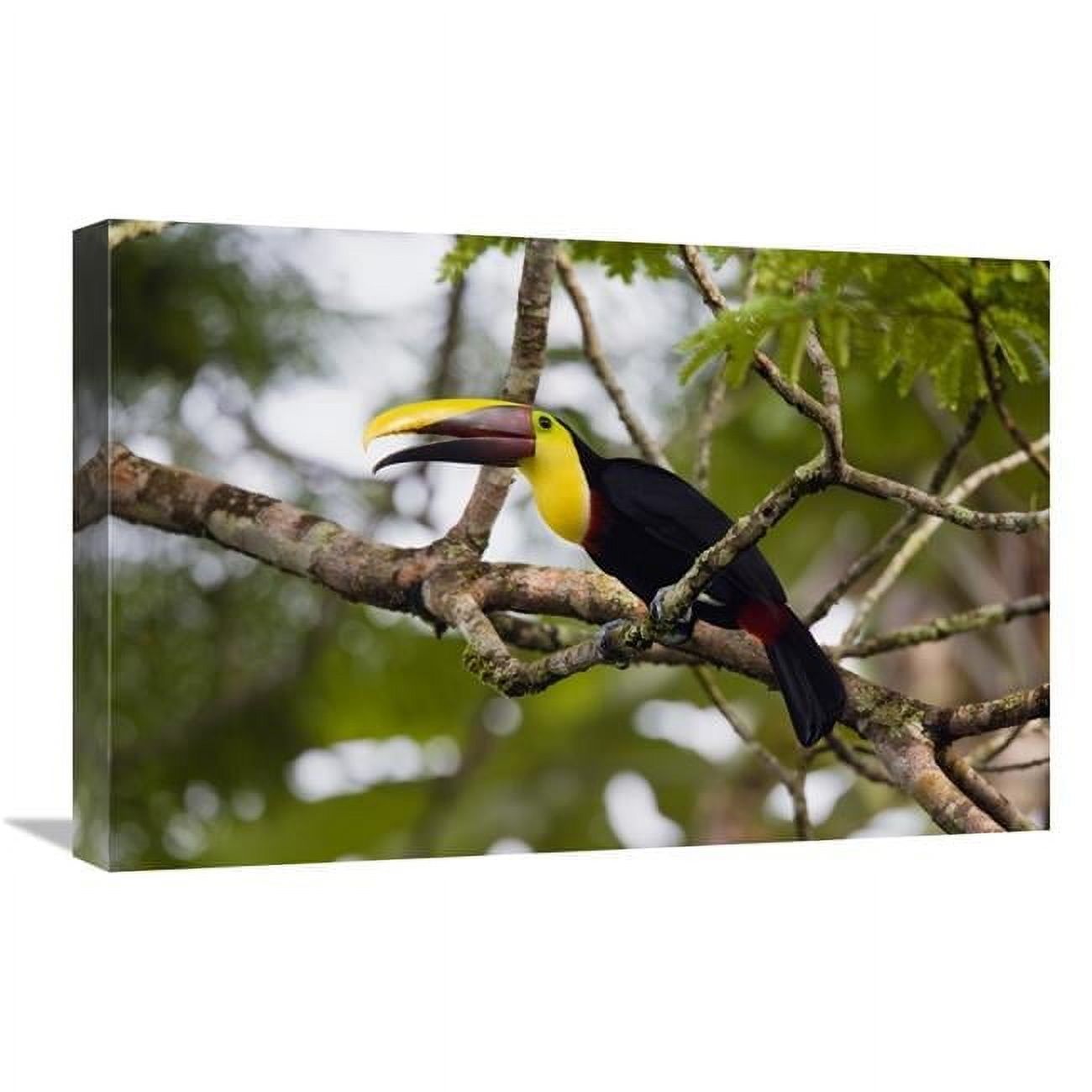 16 x 24 in. Chestnut-Mandibled Toucan on Branch, Costa Rica Art Print ...