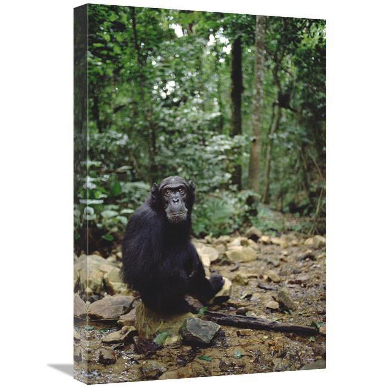 16 x 24 in. Chimpanzee Profile, Gombe Stream National Park, Tanzania ...