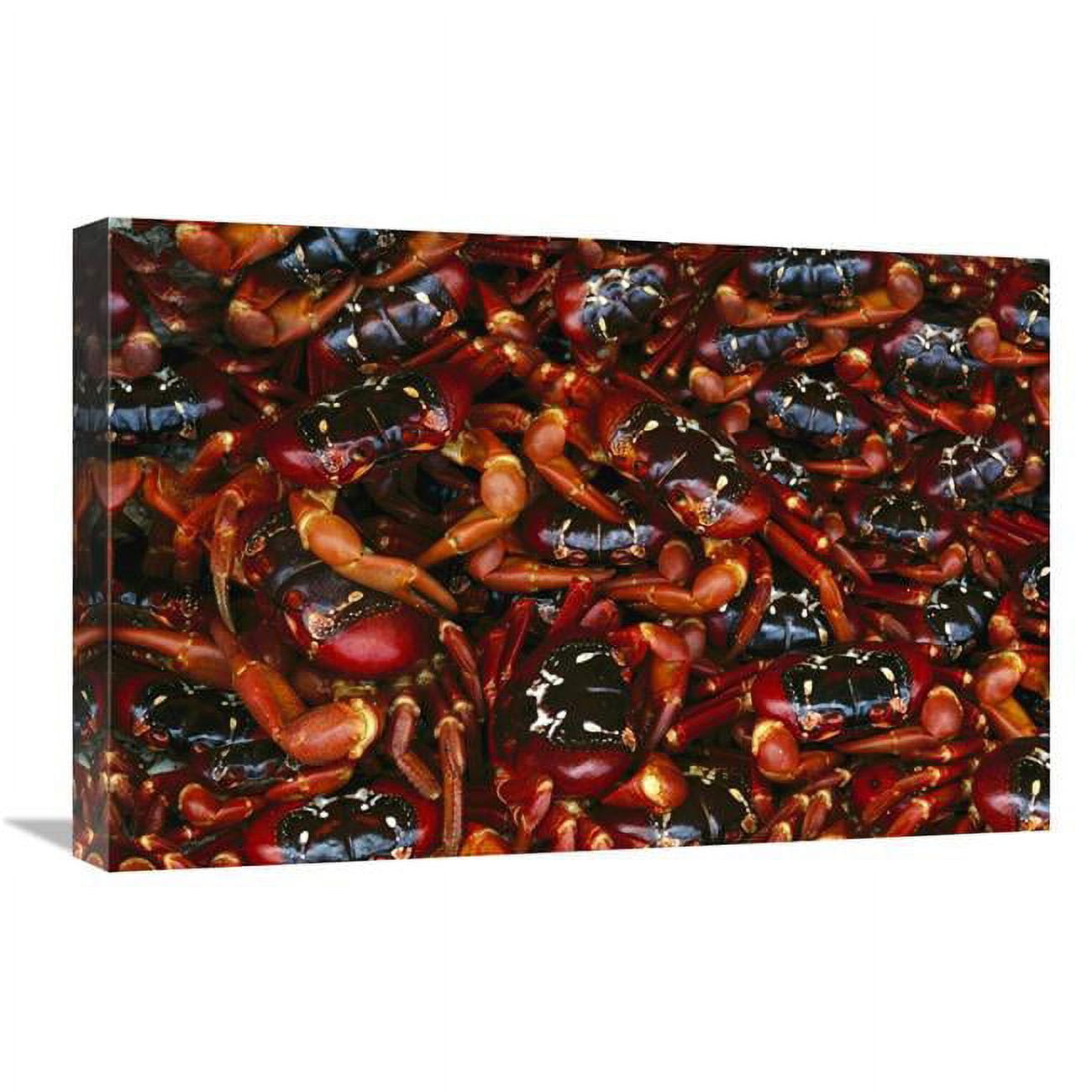 16 x 24 in. Christmas Island Red Crab Females, Christmas Island ...