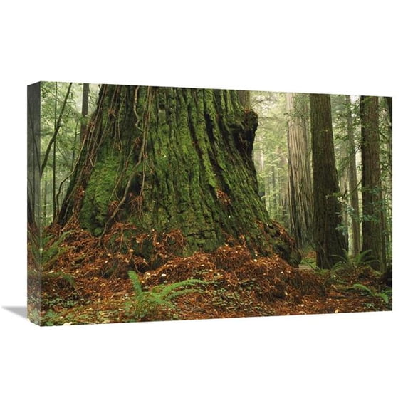 16 x 24 in. Coast Redwood Old-Growth Tree in Forest, Pacific Coast ...
