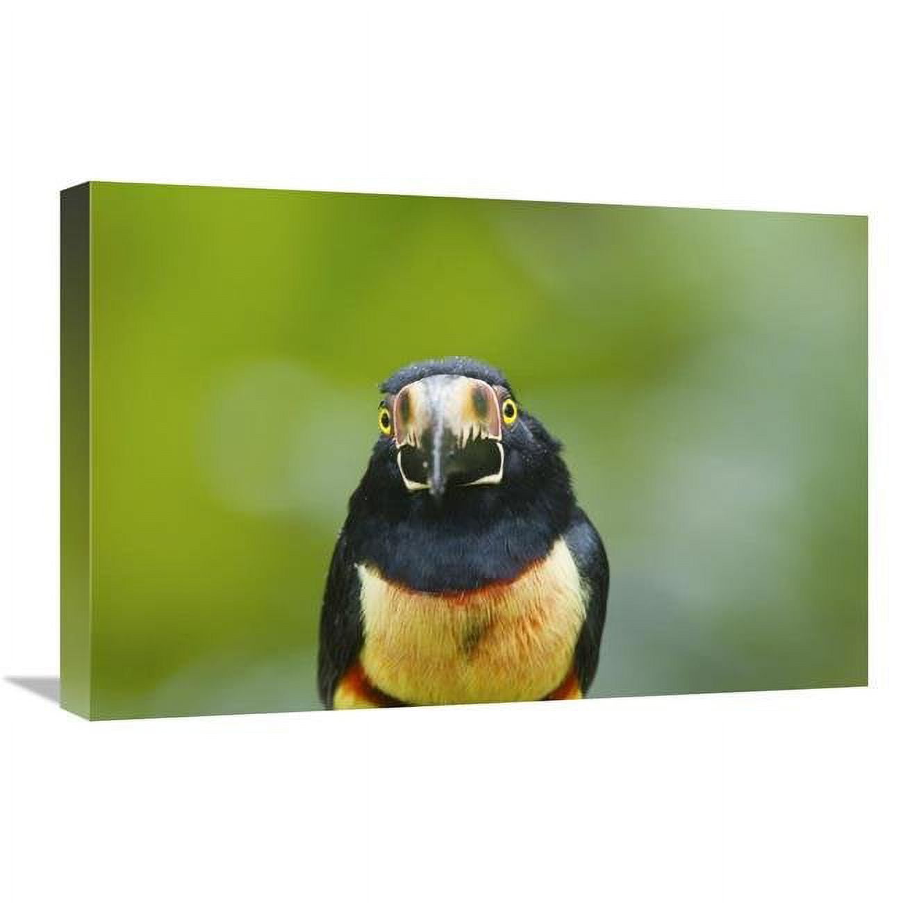 16 x 24 in. Collared Aracari, Costa Rica Art Print - Steve Gettle ...