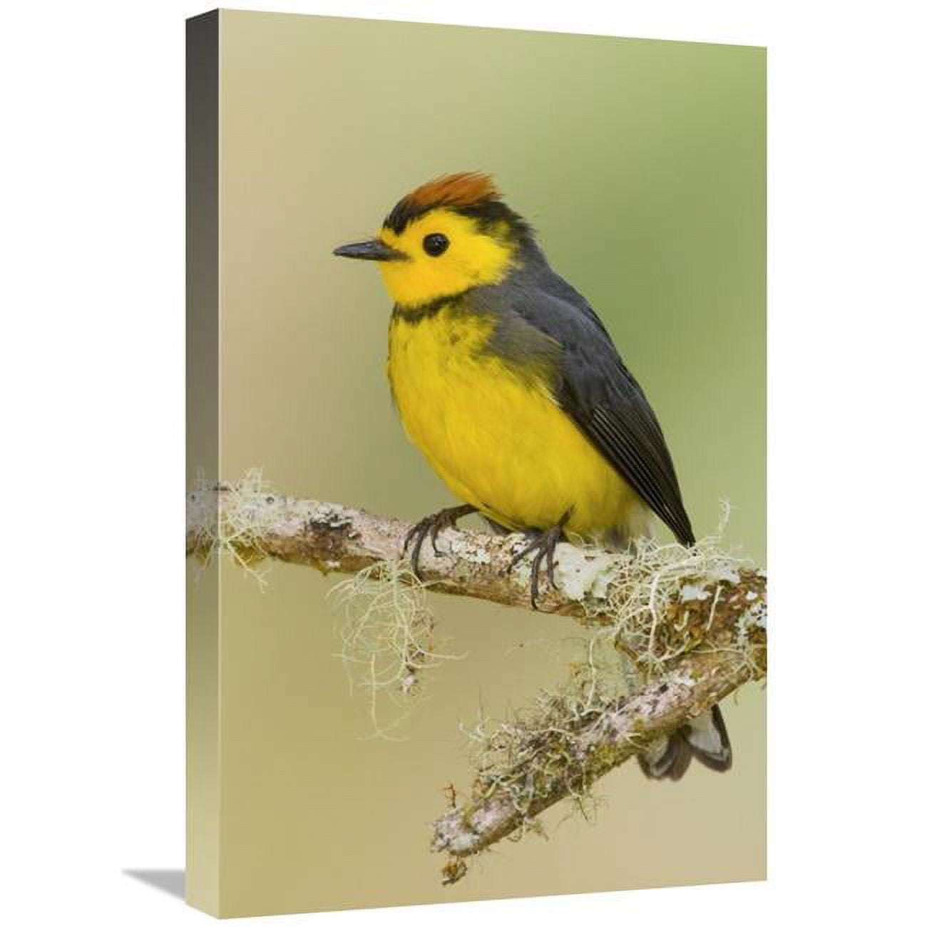 16 x 24 in. Collared Redstart, Costa Rica Art Print - Steve Gettle ...