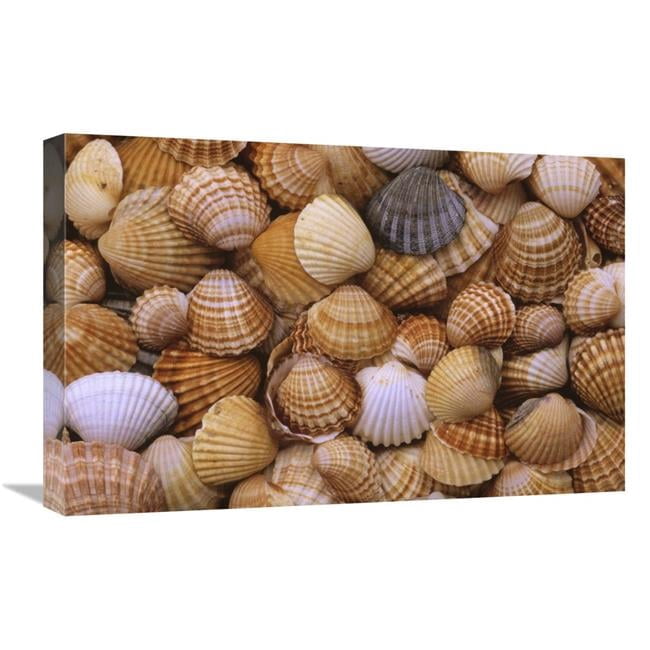 16 x 24 in. Common Cockle Close Up of Shells, Europe Art Print - Duncan ...
