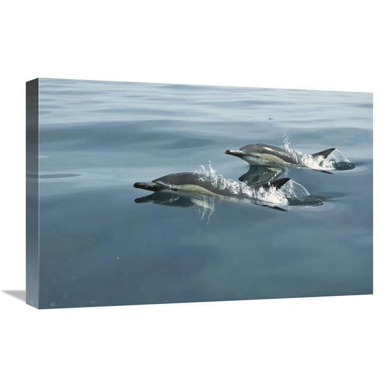 16 x 24 in. Common Dolphin Pair Surfacing, Kaikoura, New Zealand Art ...