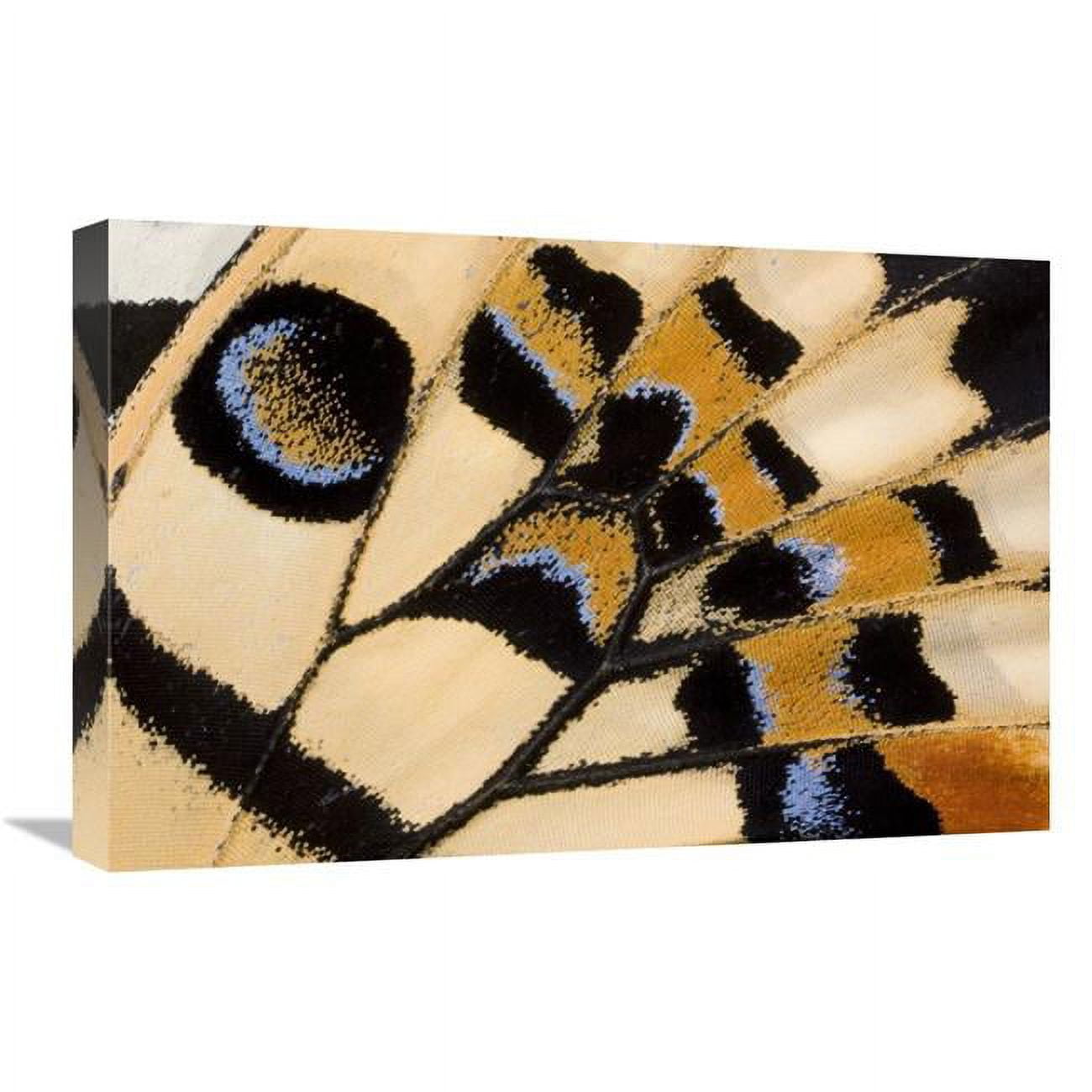 16 x 24 in. Common Lime Butterfly Wing Detail Showing False Eyespot ...