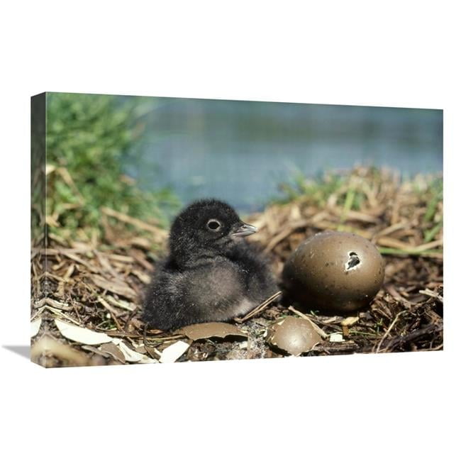 16 x 24 in. Common Loon Chick with Hatching Egg, Summer, Wyoming Art ...