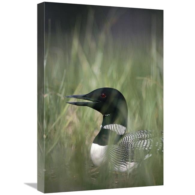 16 x 24 in. Common Loon Incubating Eggs on Nest Panting to Cool Down ...