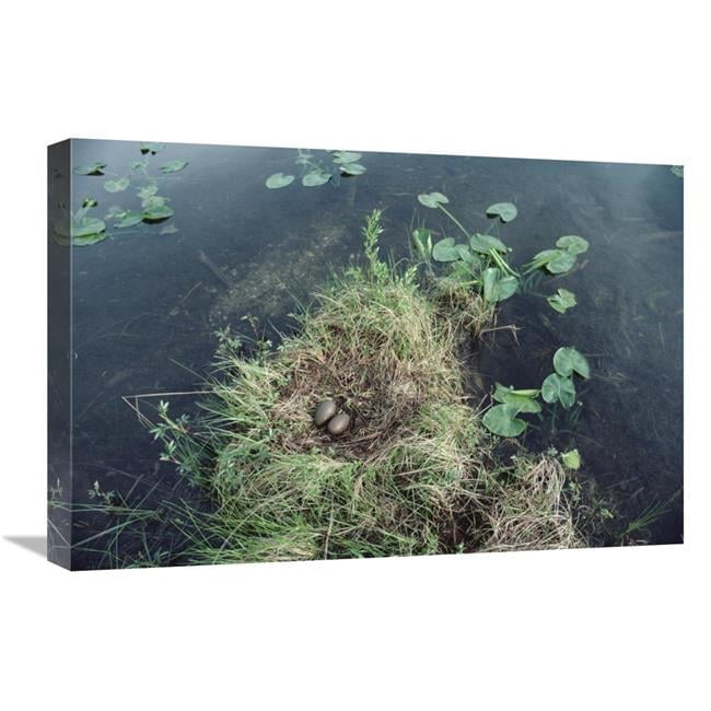 16 x 24 in. Common Loon Nest with Eggs, Wyoming Art Print - Michael ...