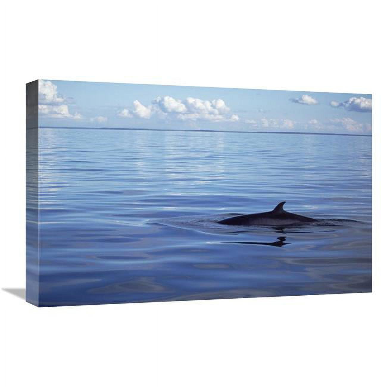 16 x 24 in. Common Minke Whale Dorsal Fin, San Juan Islands, Washington ...