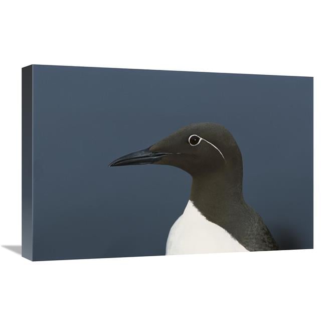 16 x 24 in. Common Murre, Shetland Islands, Scotland Art Print - Tui De ...
