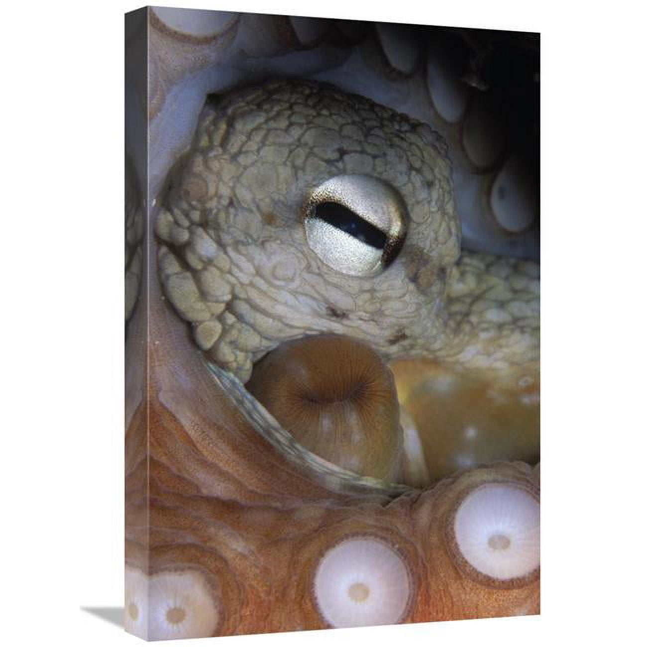 16 x 24 in. Common Octopus Close Up of Eye, Siphon & Suction Cups on ...