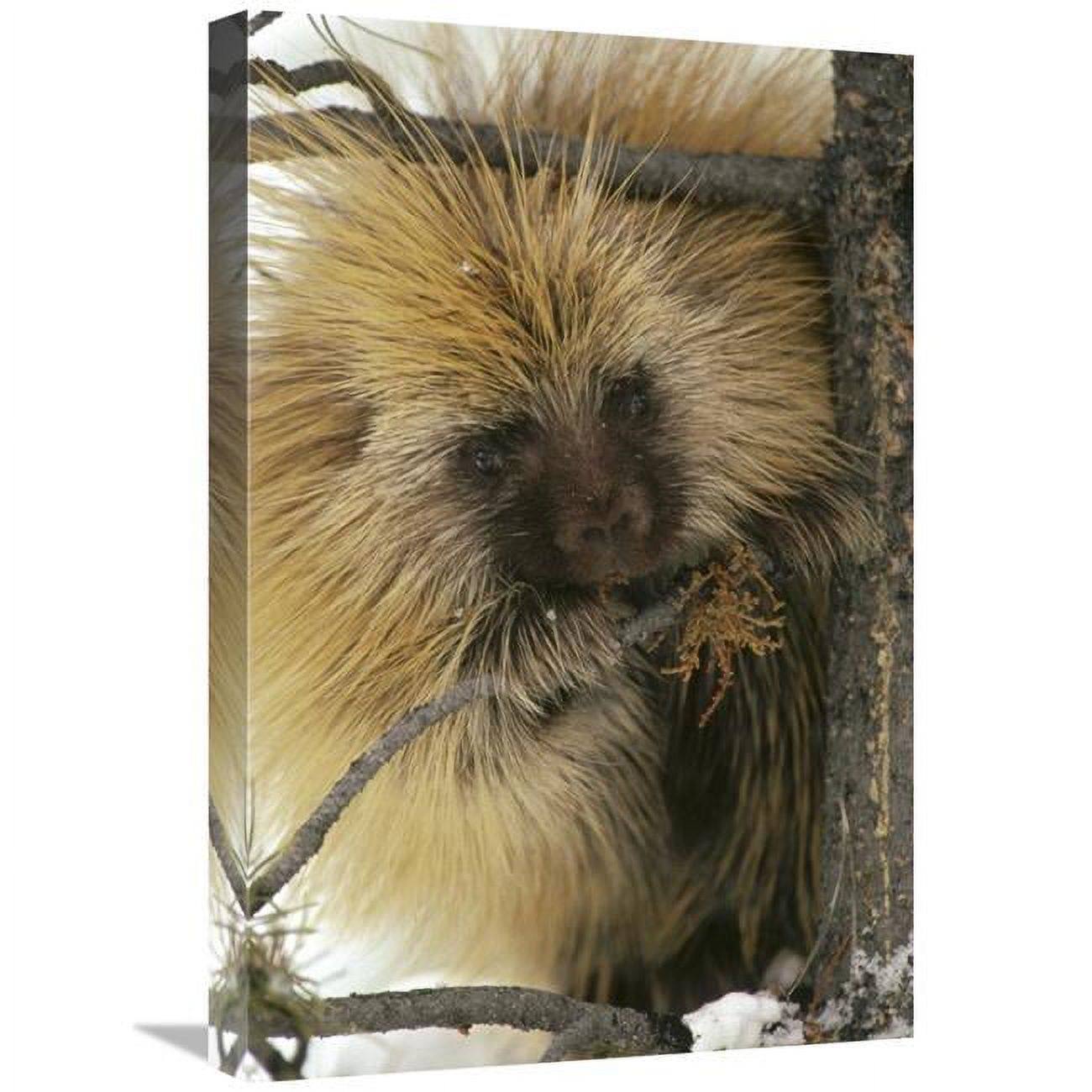 16 x 24 in. Common Porcupine Feeding on Mistletoe, Winter, Island Park ...