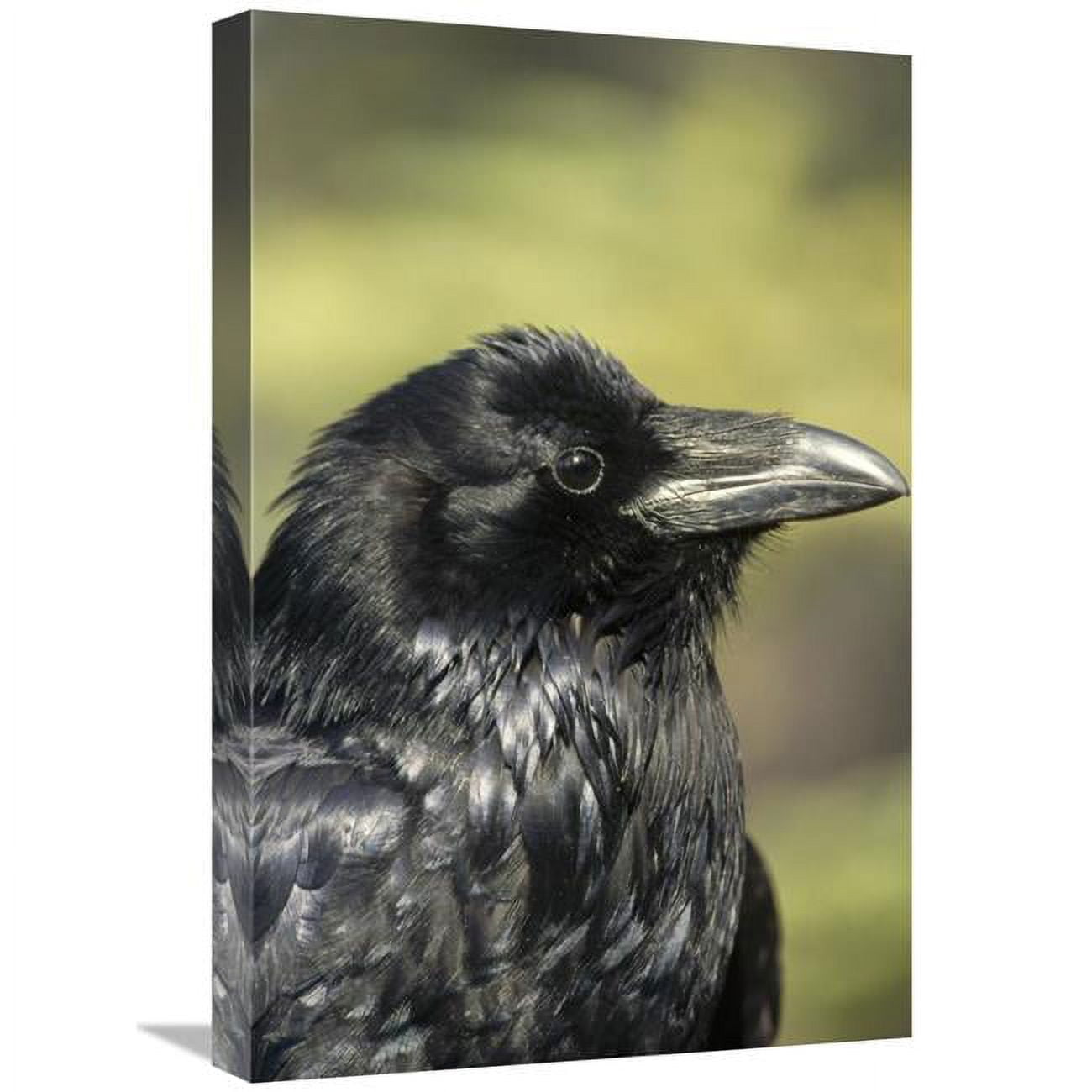 16 x 24 in. Common Raven Portrait in the Summer, Alaska Art Print ...