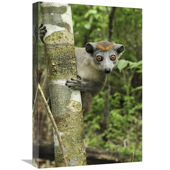 16 x 24 in. Crowned Lemur Female, Ankarana Special Reserve, Madagascar ...