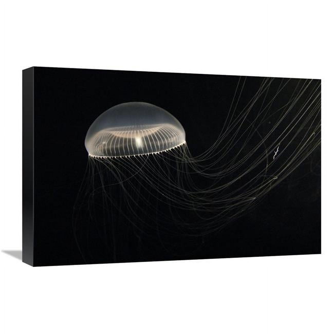 16 x 24 in. Crystal Jellyfish, North Pacific Ocean Art Print - Hiroya ...