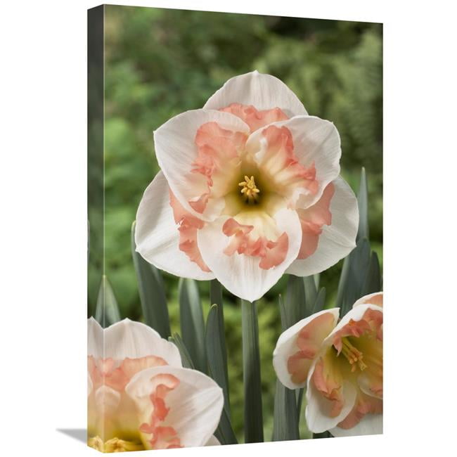 16 x 24 in. Daffodil Pink Wonder Variety Flowers Art Print ...