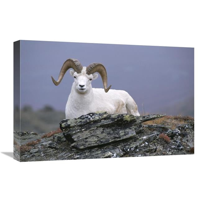 16 x 24 in. Dalls Sheep Ram Resting on Hillside, Alaska Art Print ...