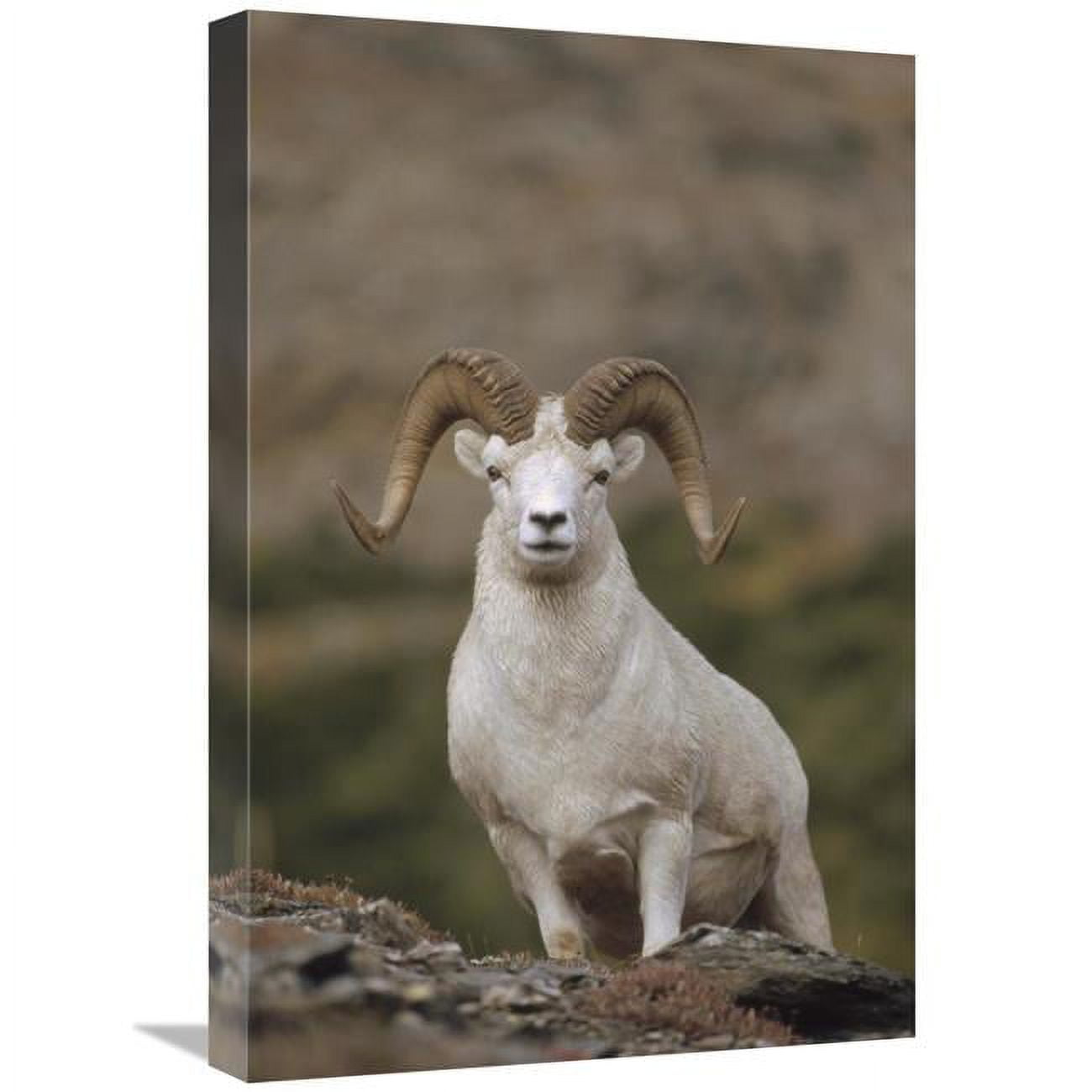 16 x 24 in. Dalls Sheep Ram on Rock Outcrop, Alaska Art Print - Michael ...