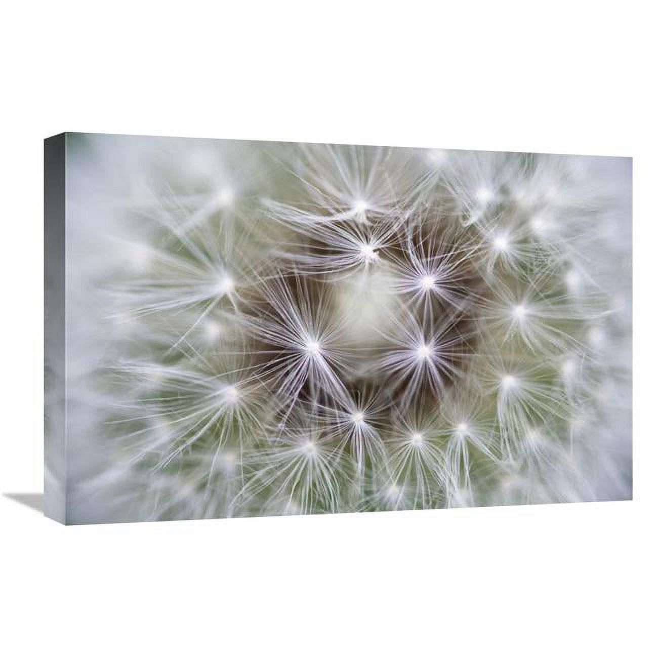 16 x 24 in. Dandelion Seed Head Showing Achenes, Bavaria, Germany Art ...