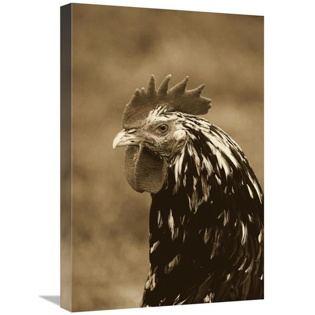 16 x 24 in. Domestic Chicken, Gournay Cockerel, Close-Up of Head ...