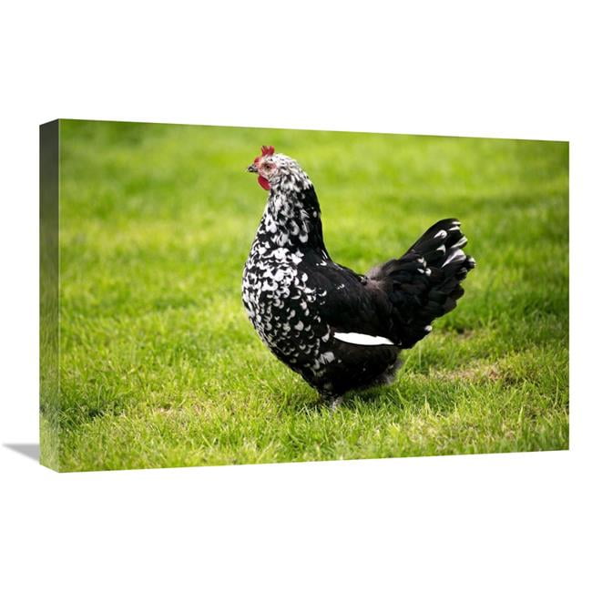 16 x 24 in. Domestic Chicken, Gournay Hen, Standing on Grass, Normandy ...