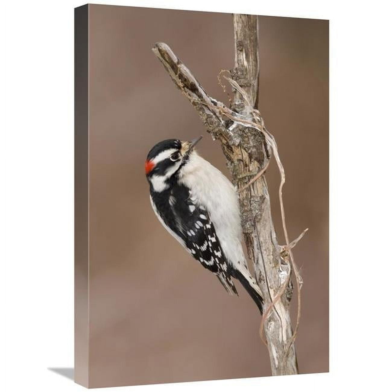 16 x 24 in. Downy Woodpecker Male, Kensington Metropark, Milford ...